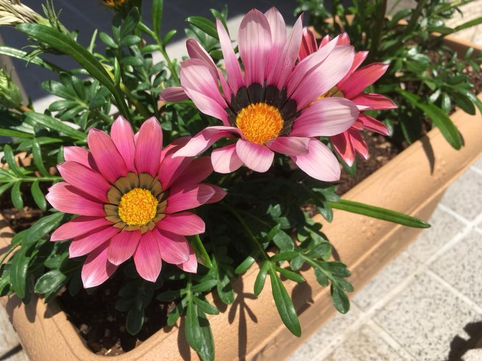 アスターの芽: あしのいえブログ
